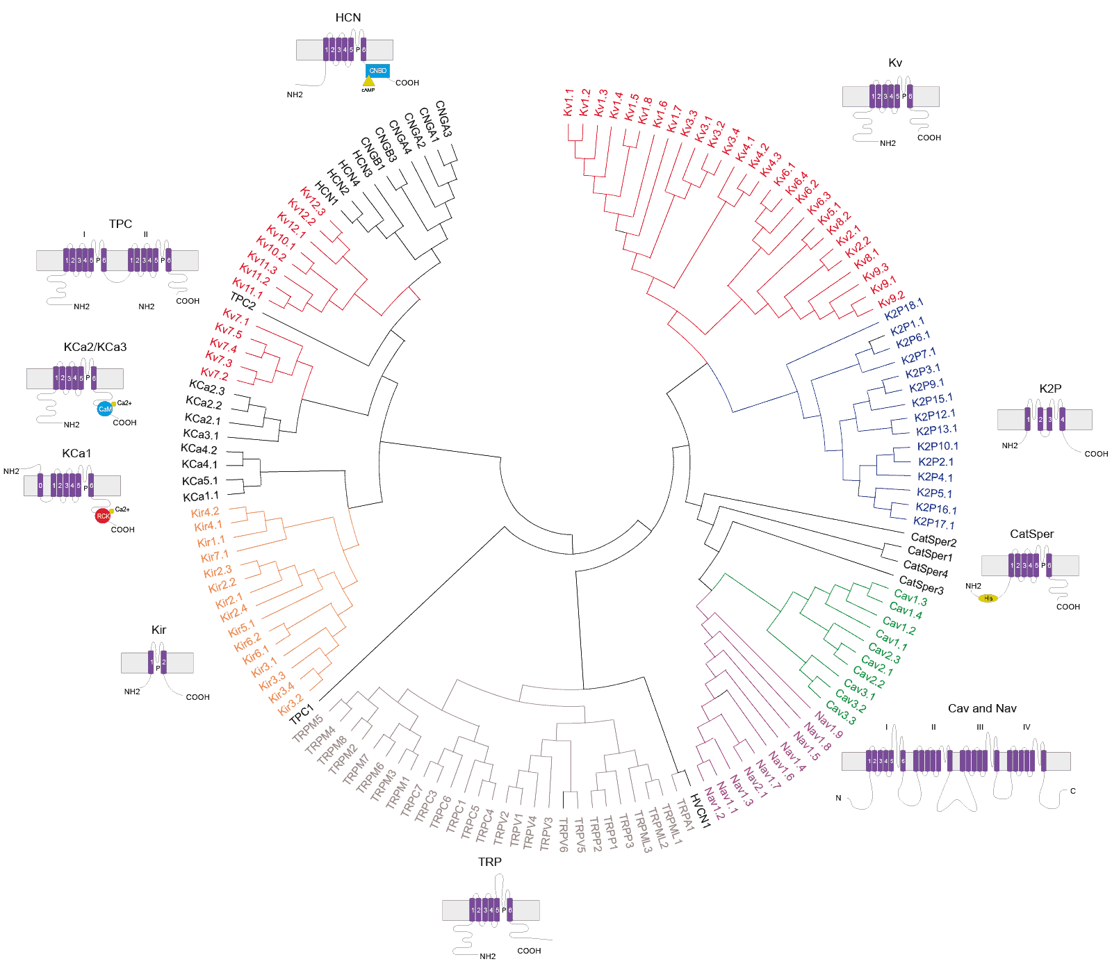What are ion channels?