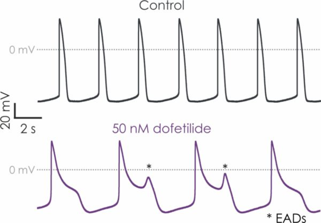 hiPSC-derived cardiomyocyte screening services